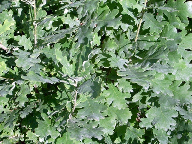 Arboretum Index I-P