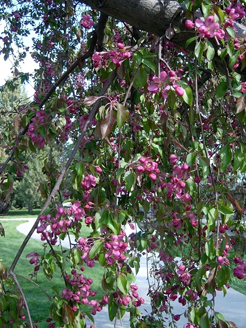 Arboretum Index A-H