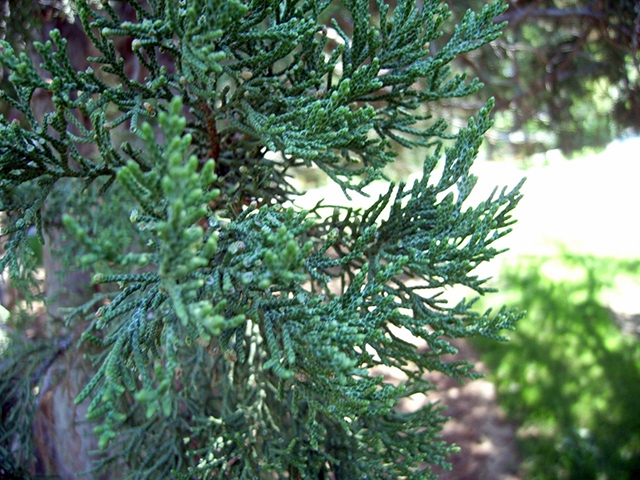 Arboretum Index I-P