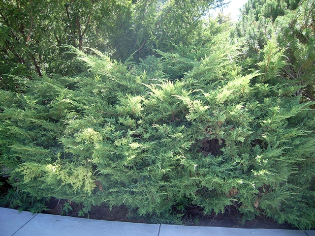 Arboretum Index I-P